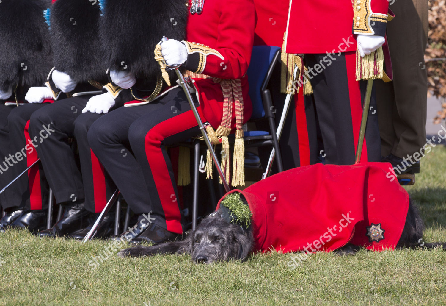 Regimental Mascot Irish Wolfhound Domhnall Editorial Stock Photo ...
