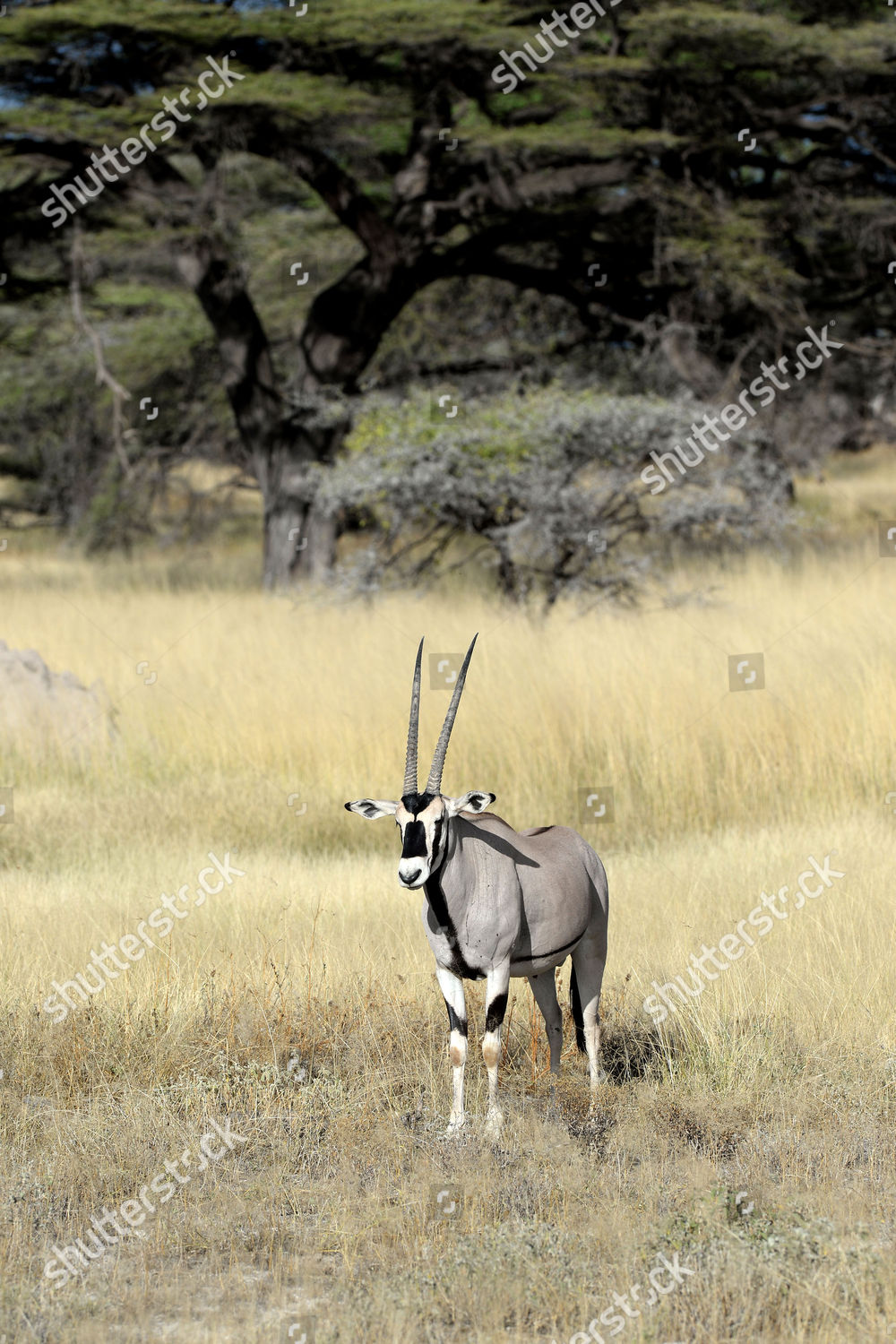 Oryx Editorial Stock Photo - Stock Image | Shutterstock