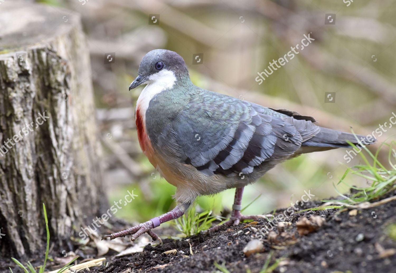 Luzon Bleedingheart Dove Editorial Stock Photo - Stock Image | Shutterstock