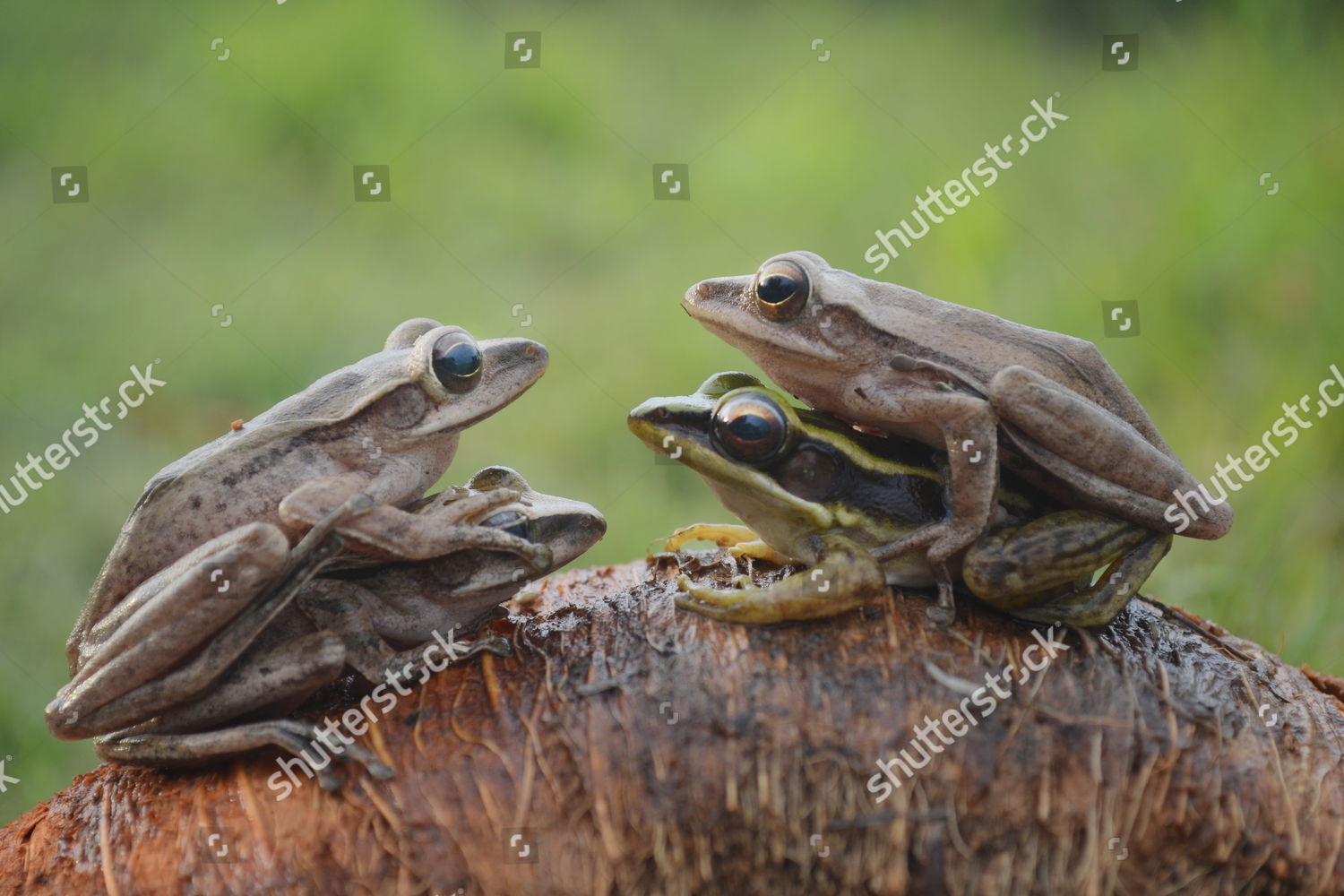 Two Pairs Frogs On Coconut Editorial Stock Photo - Stock Image ...