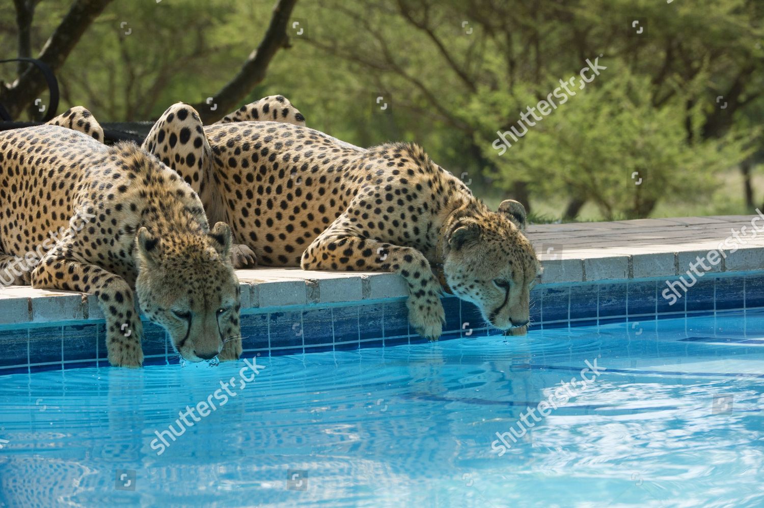 Cheetahs Drinking Swimming Pool Editorial Stock Photo - Stock Image ...