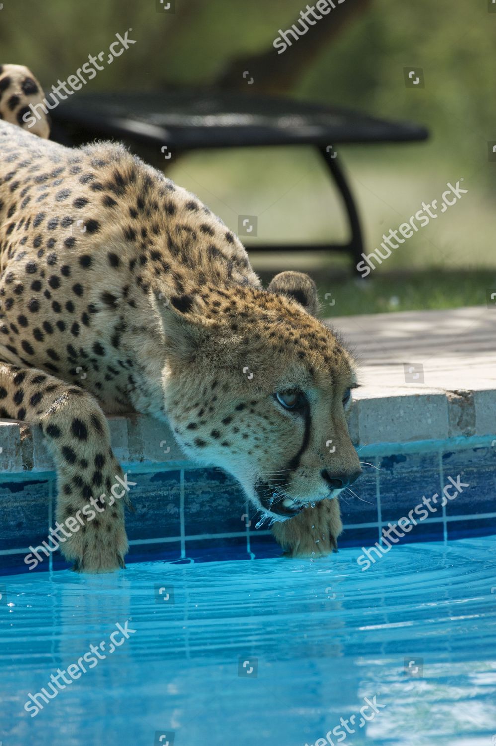 Cheetah Drinking Swimming Pool Editorial Stock Photo - Stock Image ...