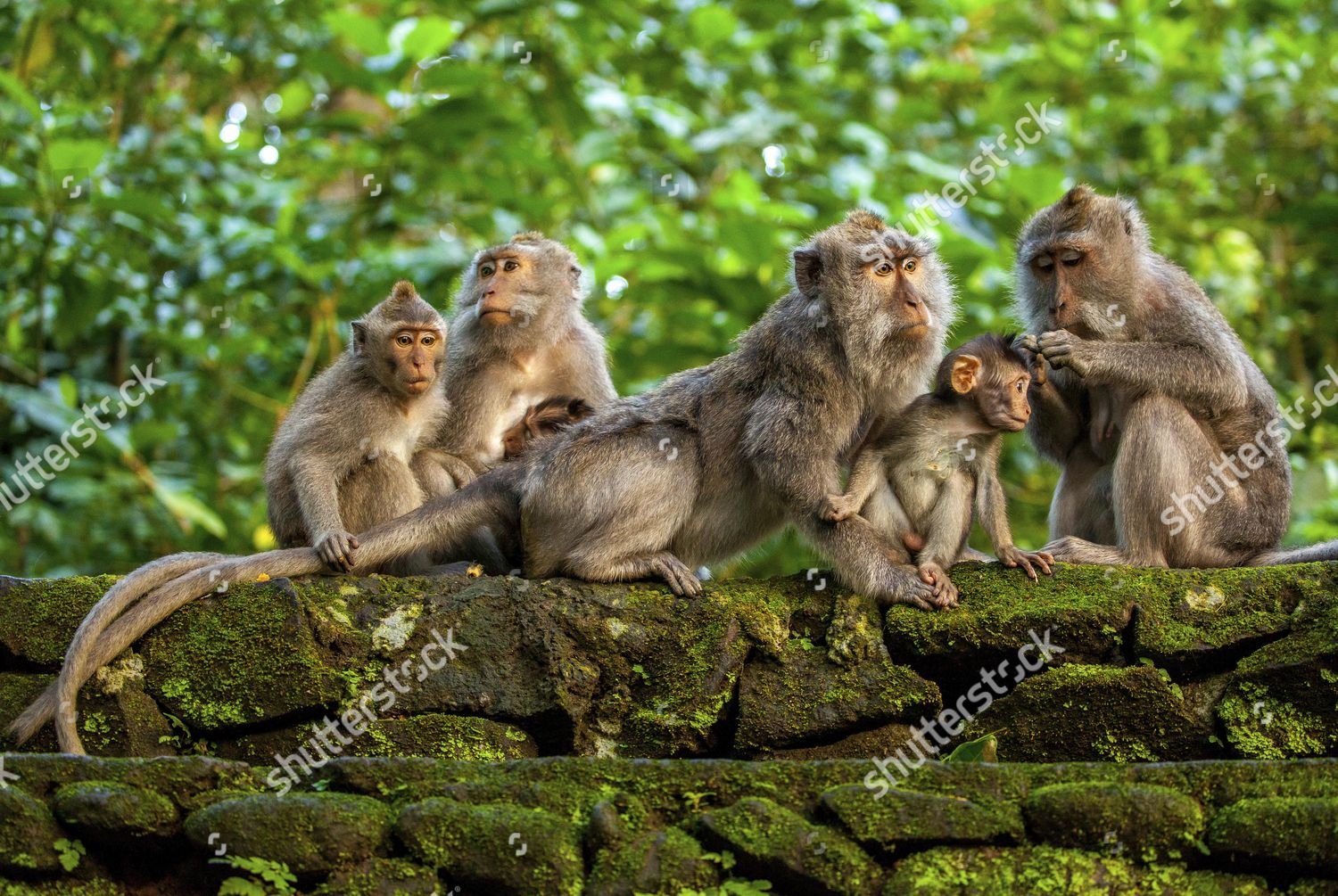 Crabeating Macaque Macaca Fascicularis Monkey Family Editorial Stock ...