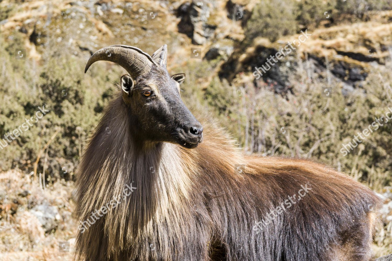 Himalayan Tahr Hemitragus Jemlahicus Big Montain Editorial Stock Photo ...