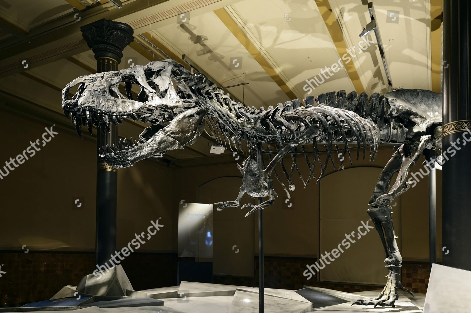 Far Best Preserved Skeleton Tyrannosaurus Rex Editorial Stock Photo ...
