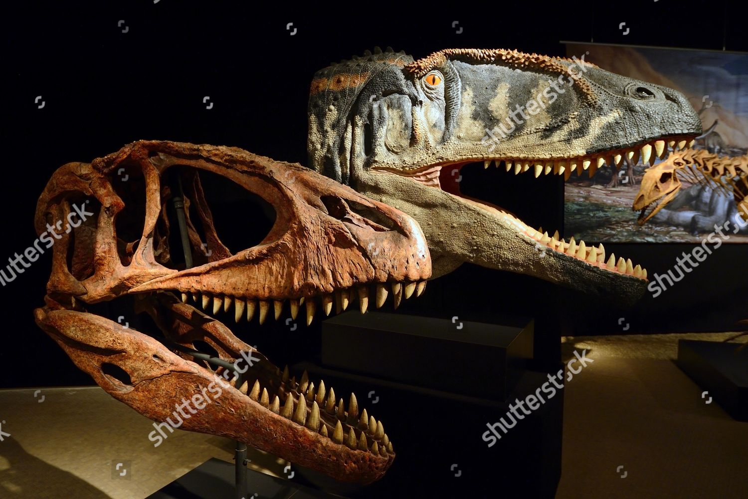 Skull Reconstruction Carnivorous Carcharodontosaurid Dinosaur ...