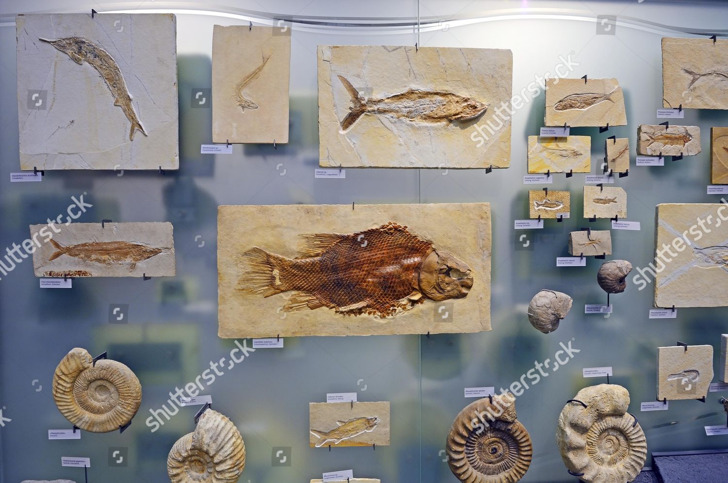 Various Underwater Animal Fossils Naturkundemuseum Natural Editorial ...