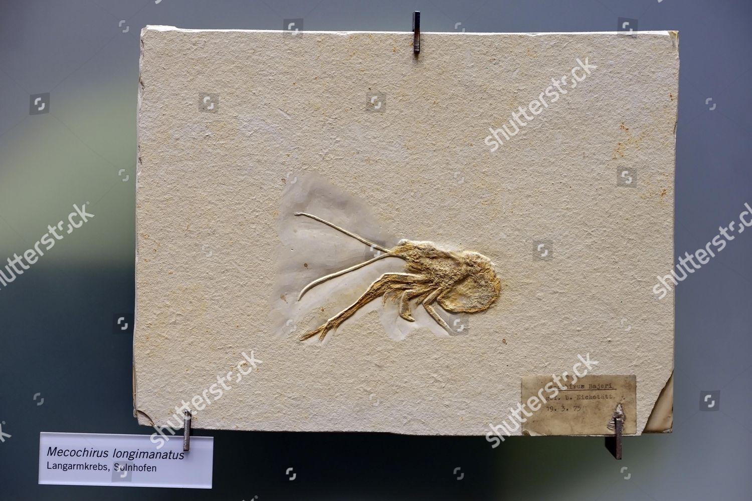 Fossil Specimen Mecochirus Longimanatus Mecochirus Longimanatus ...