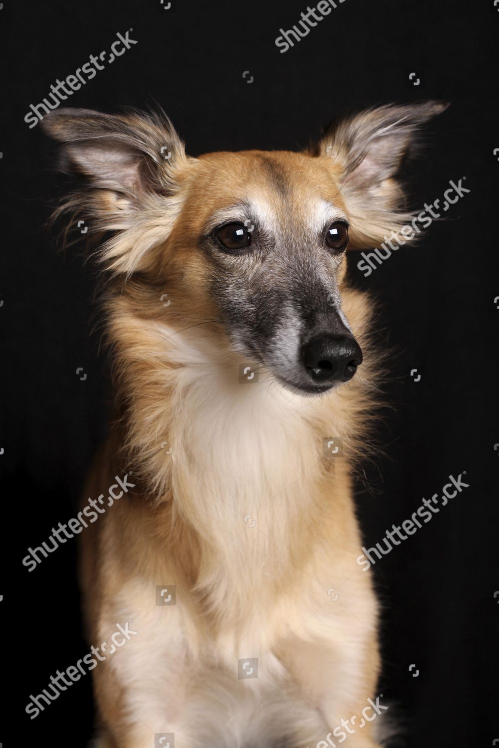 Silken Windsprite Sighthound Male Dog Portrait Editorial Stock Photo ...