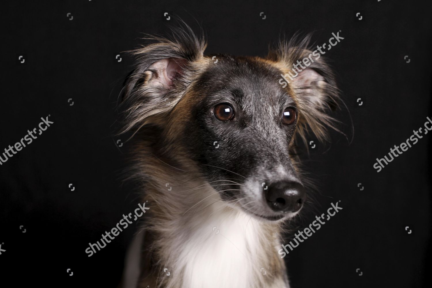Silken Windsprite Sighthound Male Dog Portrait Editorial Stock Photo ...