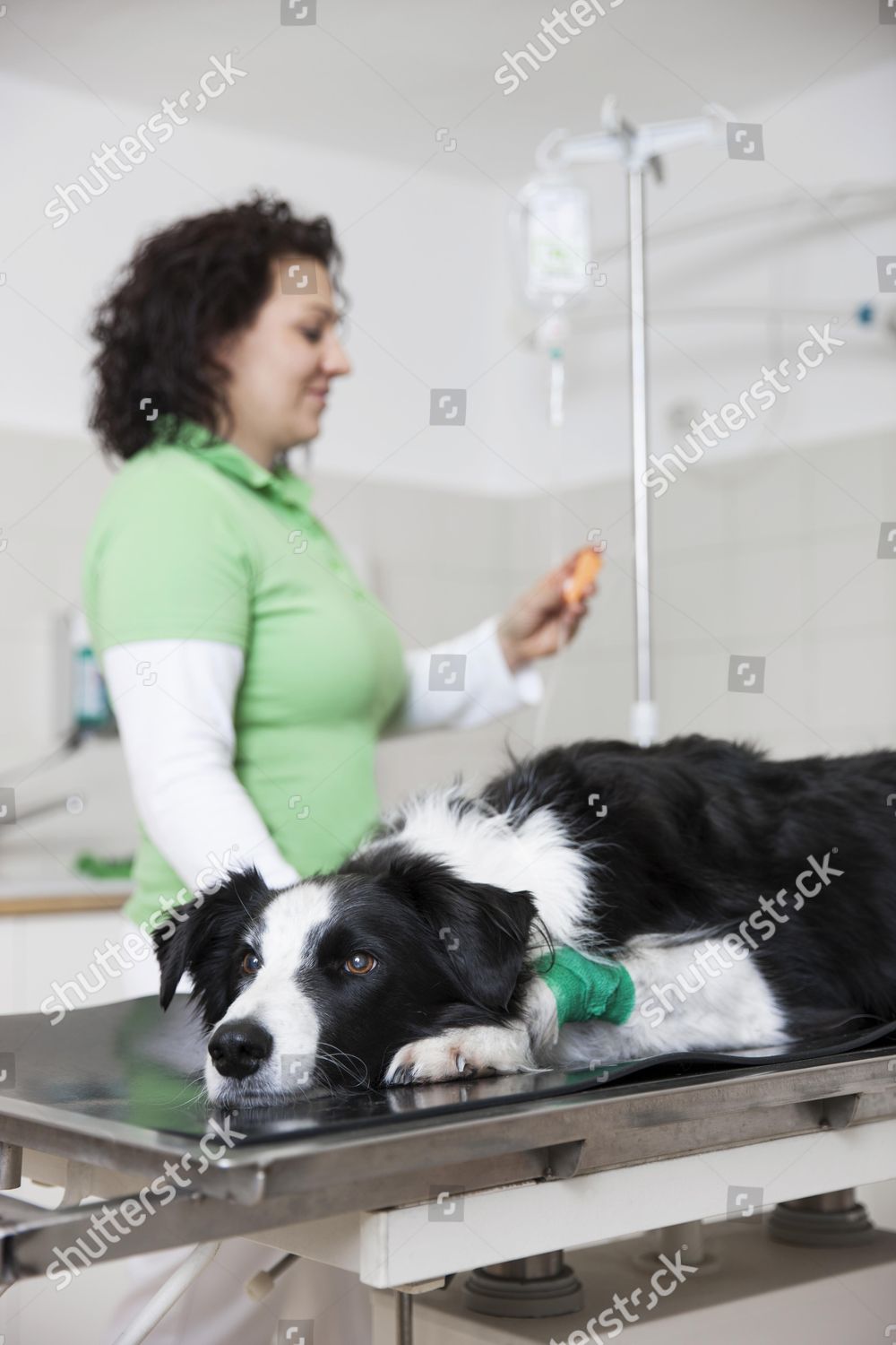 Model Released Veterinarian Female Vet Border Editorial Stock Photo ...
