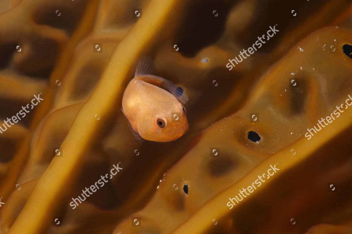 Baby Smooth Lumpfish Aptocyclus Ventricosus Sea Editorial Stock Photo ...