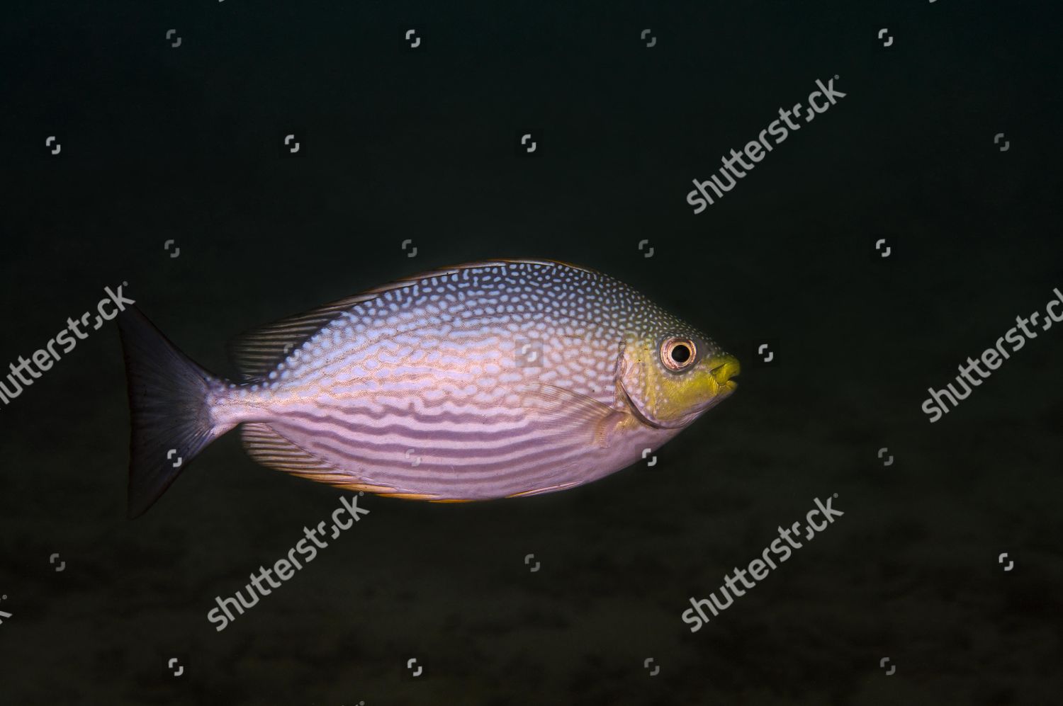 Streaked Spinefoot Streaked Spinefoot Java Rabbitfish Editorial Stock ...