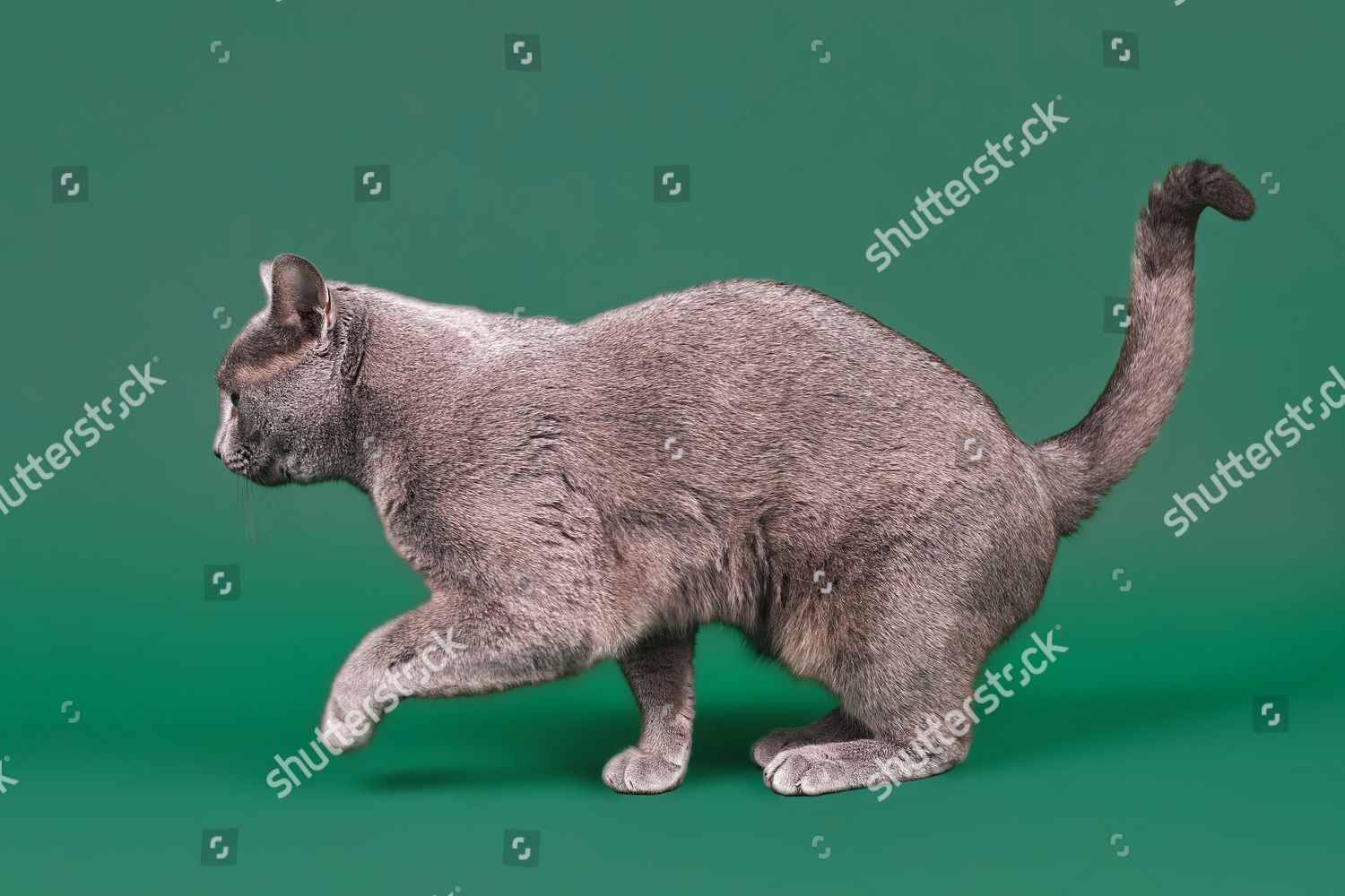 Purebred Cat Russian Blue Male Cat Editorial Stock Photo - Stock Image ...