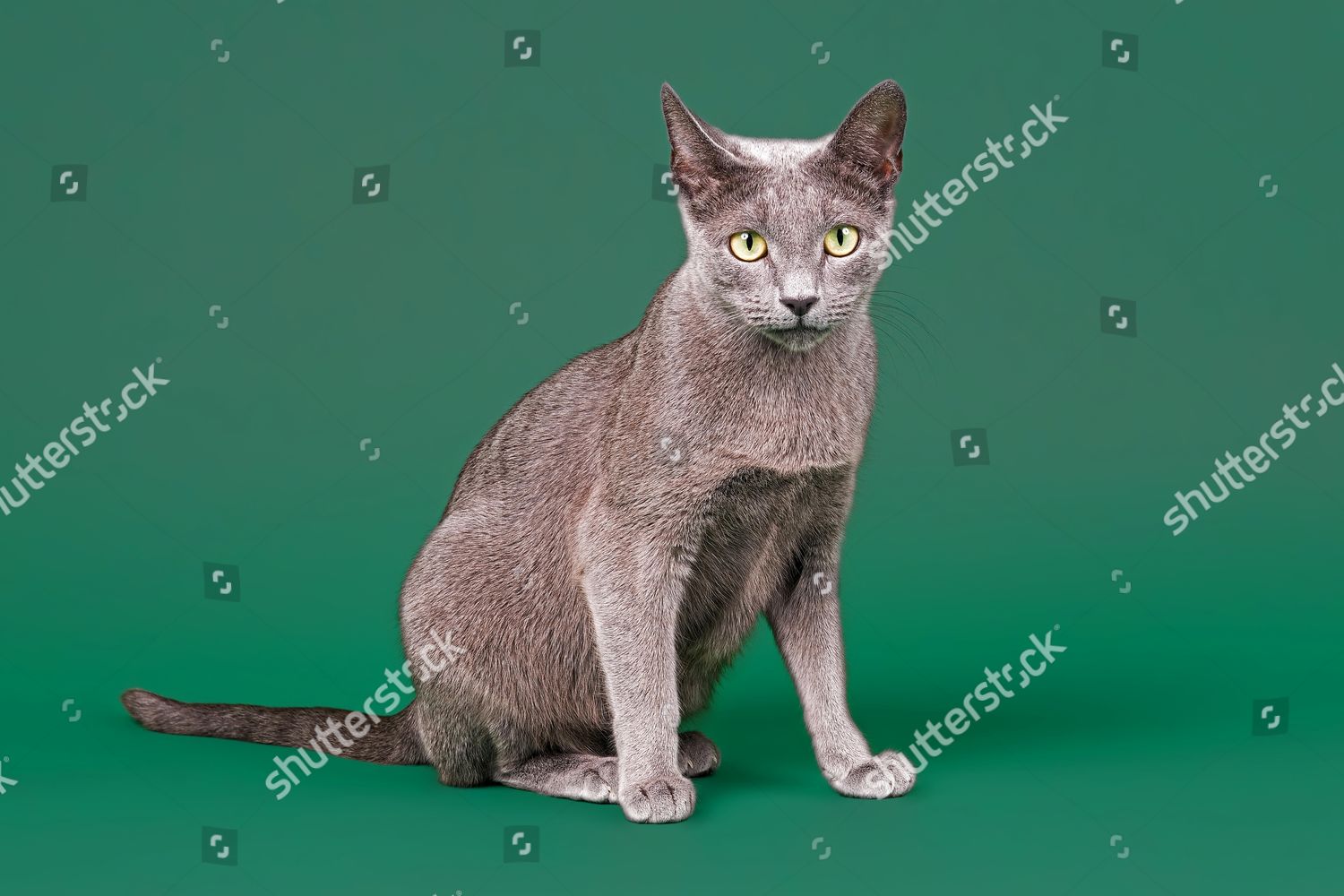 Purebred Cat Russian Blue Cat 4 Editorial Stock Photo - Stock Image ...