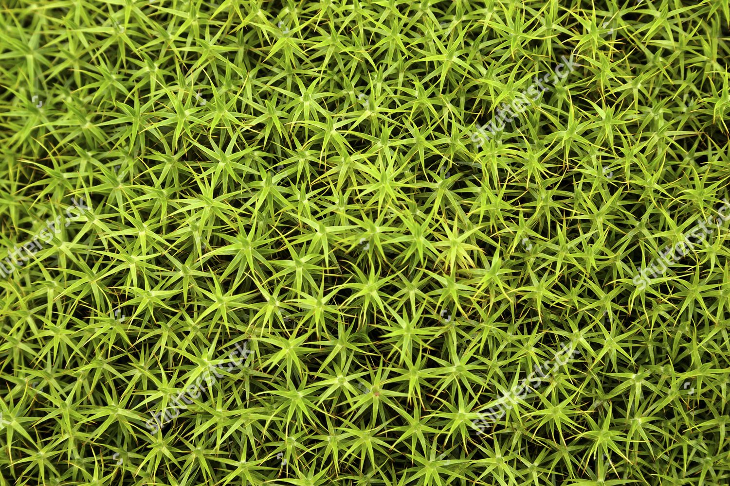 Common Haircap Moss Great Golden Maidenhair Editorial Stock Photo ...