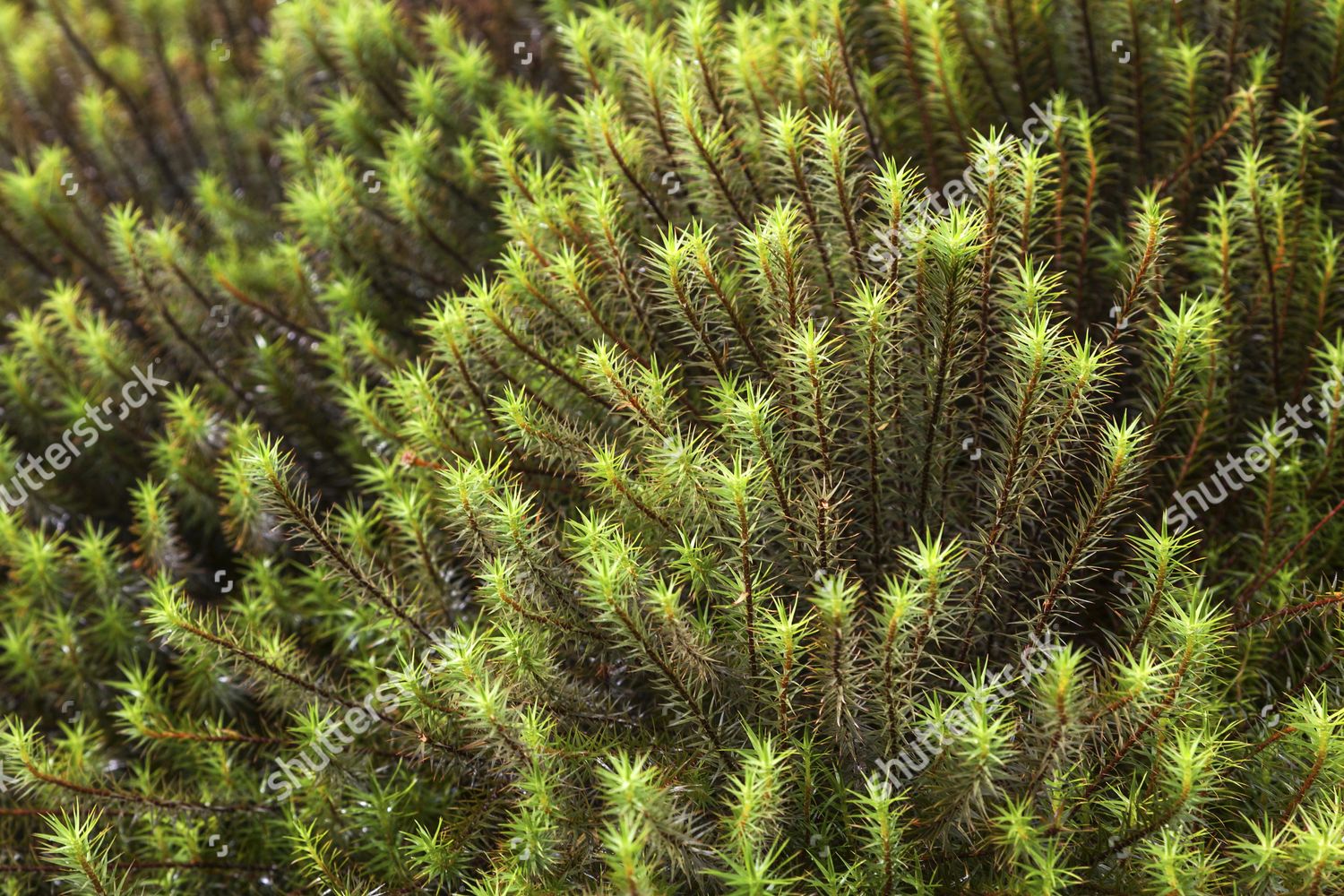 Common Haircap Moss Great Golden Maidenhair Editorial Stock Photo ...