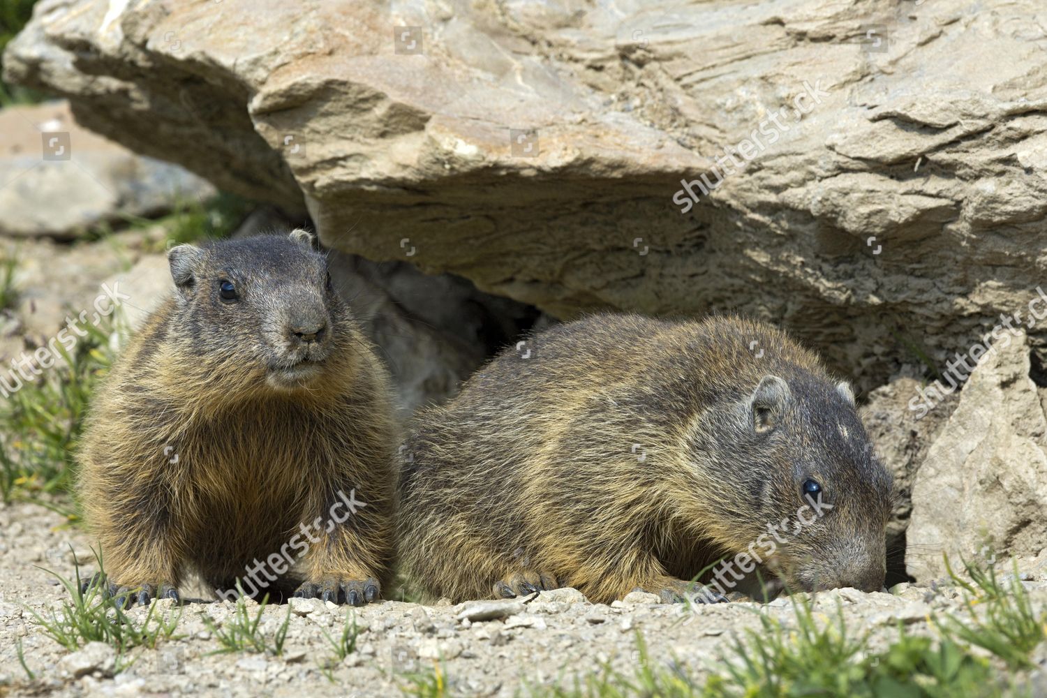 Alpine Marmots Marmota Marmota By Their Editorial Stock Photo - Stock ...