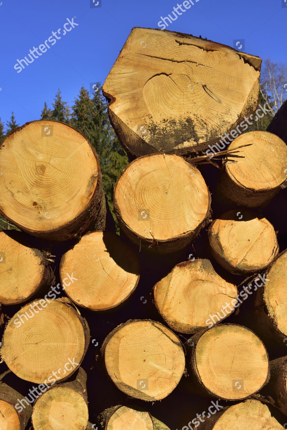 Stacked Logs Spruce Picea Abies Pine Editorial Stock Photo - Stock ...