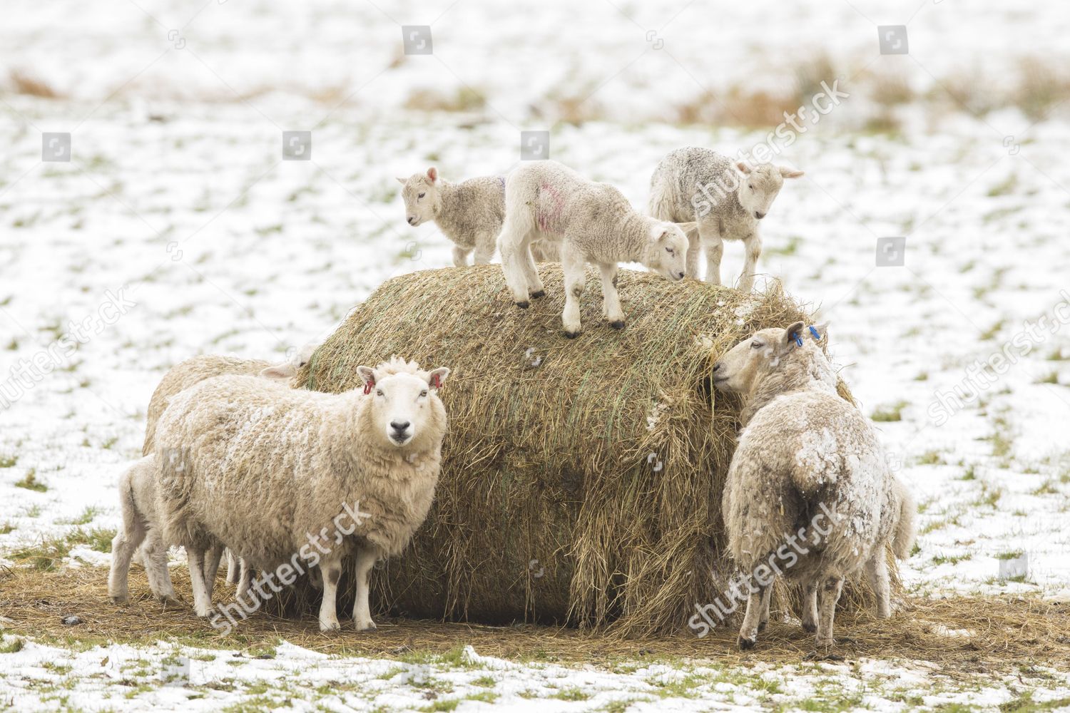 Sheep Lambs Snow Editorial Stock Photo - Stock Image | Shutterstock