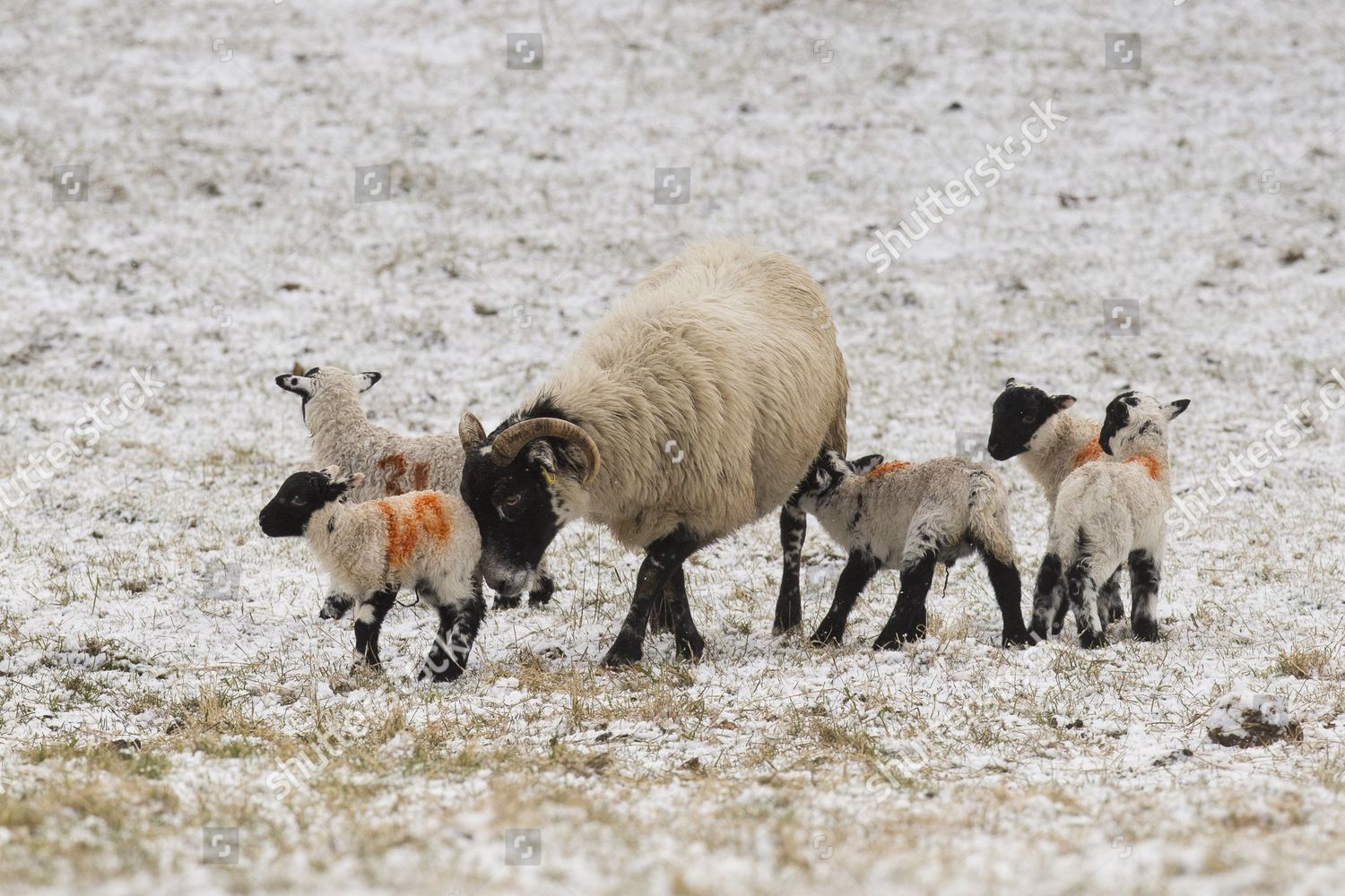 Sheep Lambs Snow Editorial Stock Photo - Stock Image | Shutterstock