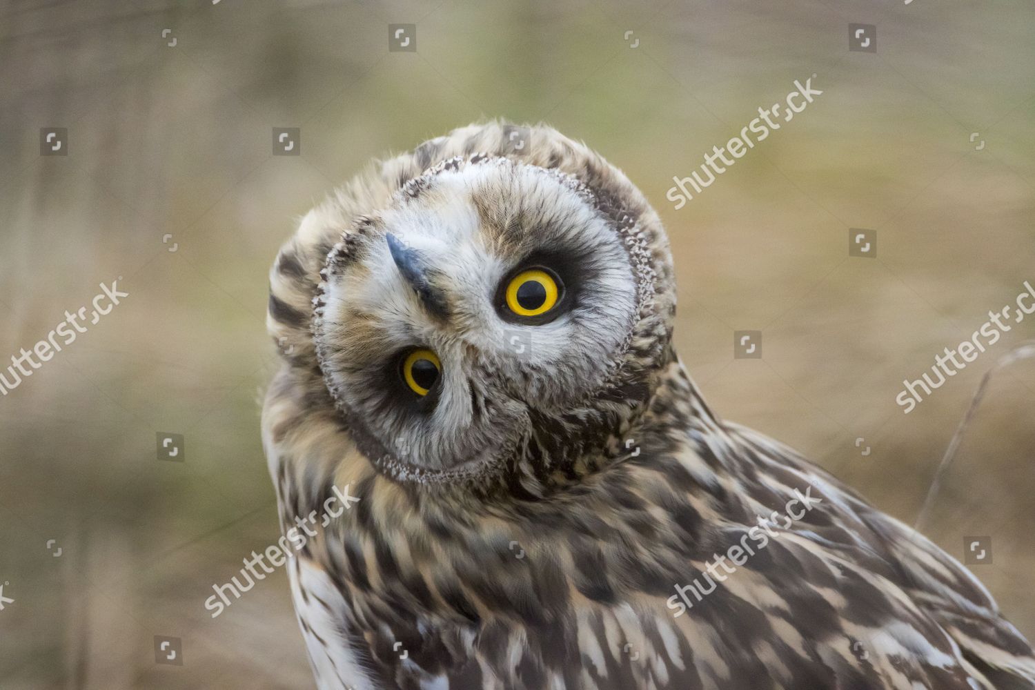 Owl Turning Head Editorial Stock Photo - Stock Image | Shutterstock