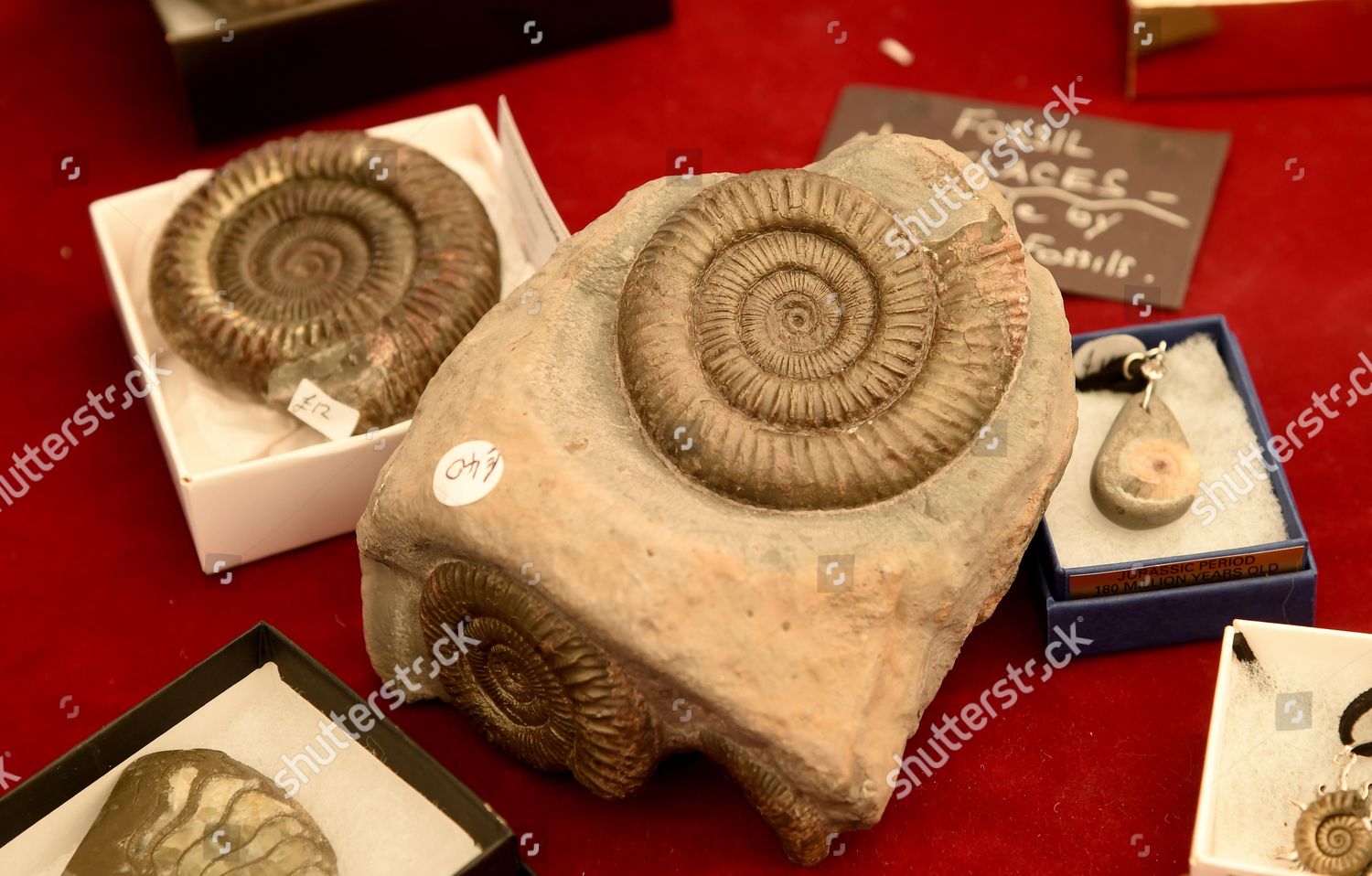 Fossils Editorial Stock Photo - Stock Image | Shutterstock