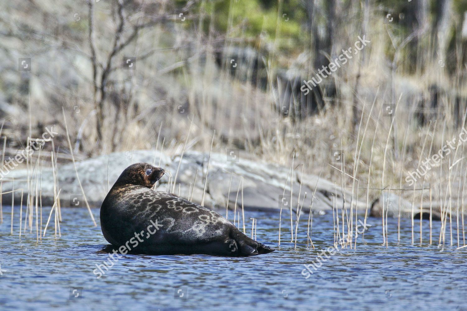 Saimaa Ringed Seal Editorial Stock Photo - Stock Image | Shutterstock