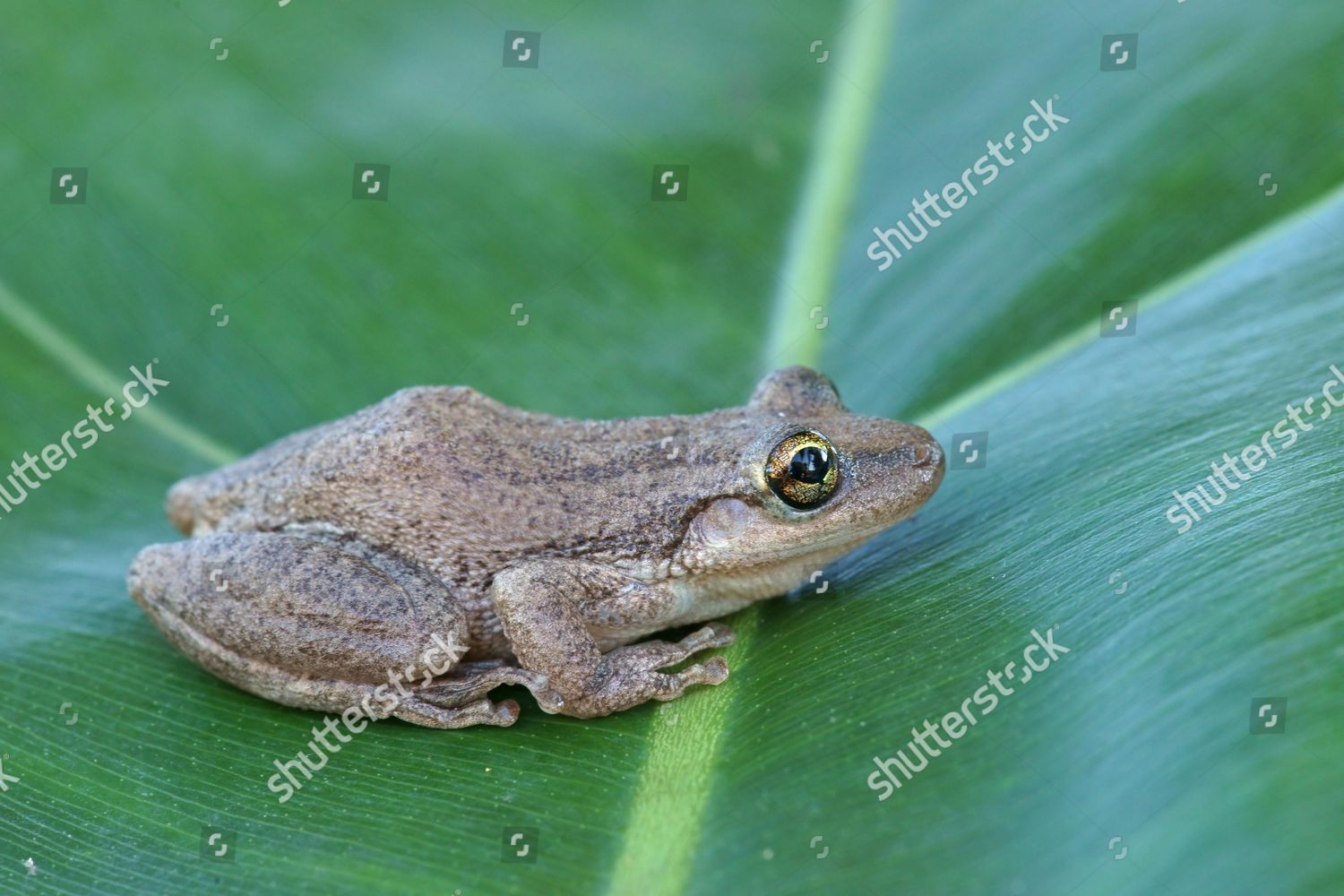 Lesser Snouted Treefrog Scinax Nasicus Sitting Editorial Stock Photo ...