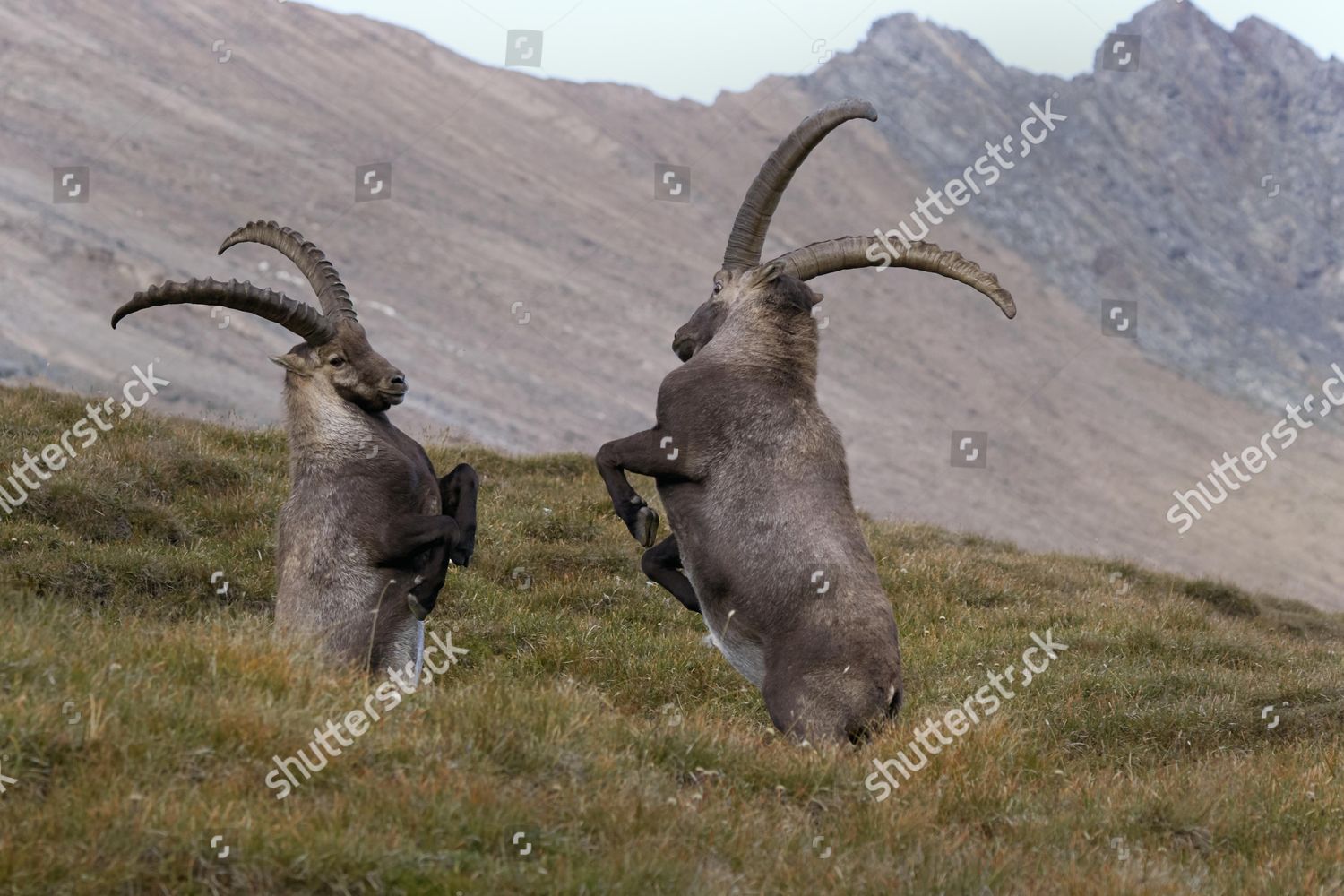 Fighting Alpine Ibex Capra Ibex High Editorial Stock Photo - Stock ...