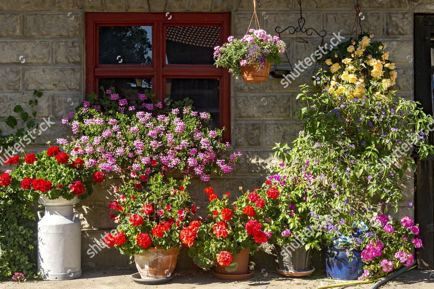Geraniums Pelargonium Spp Other Summer Flowers Editorial Stock Photo ...