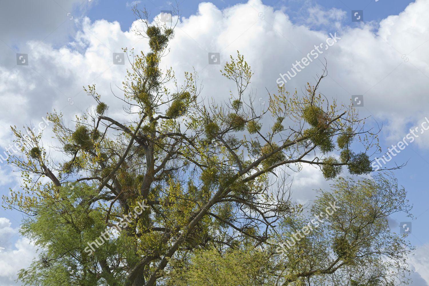 Half Dead Tree Mistletoe Viscum Album Editorial Stock Photo - Stock ...
