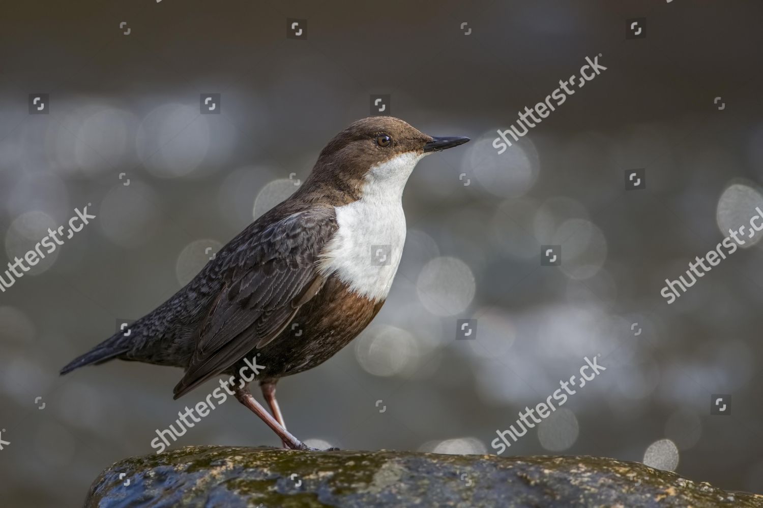 Whitethroated Dipper Cinclus Cinclus Harz National Editorial Stock ...