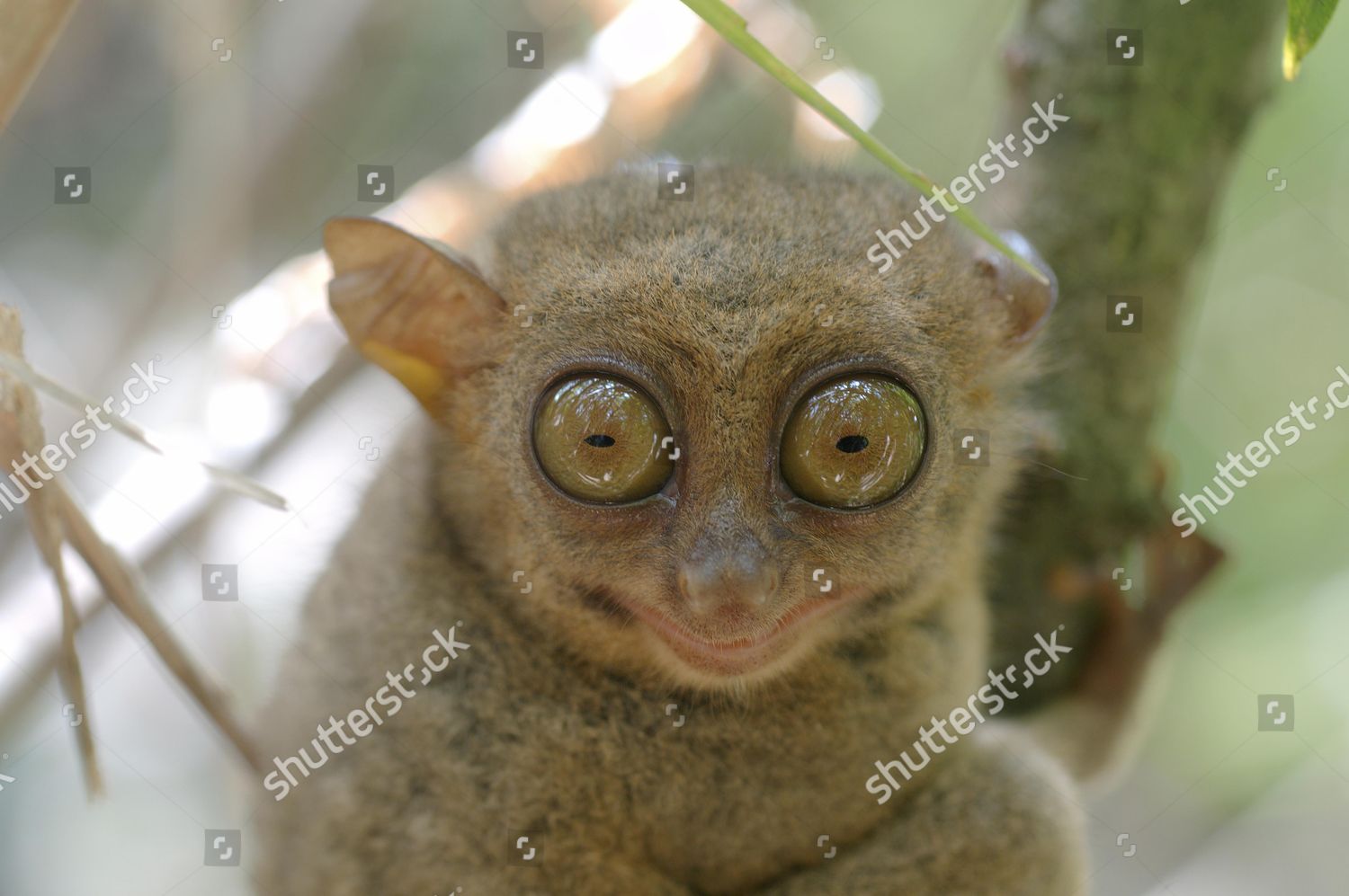 Philippine Tarsier Carlito Syrichta Portrait Bohol Editorial Stock ...