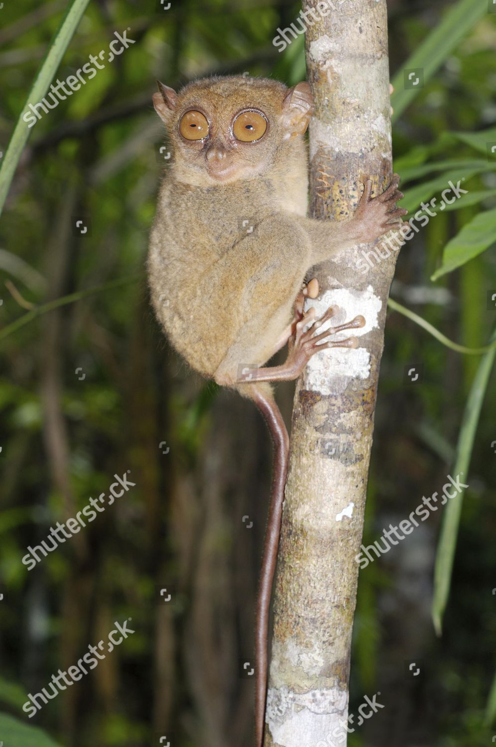 Philippine Tarsier Carlito Syrichta Bohol Island Editorial Stock Photo ...