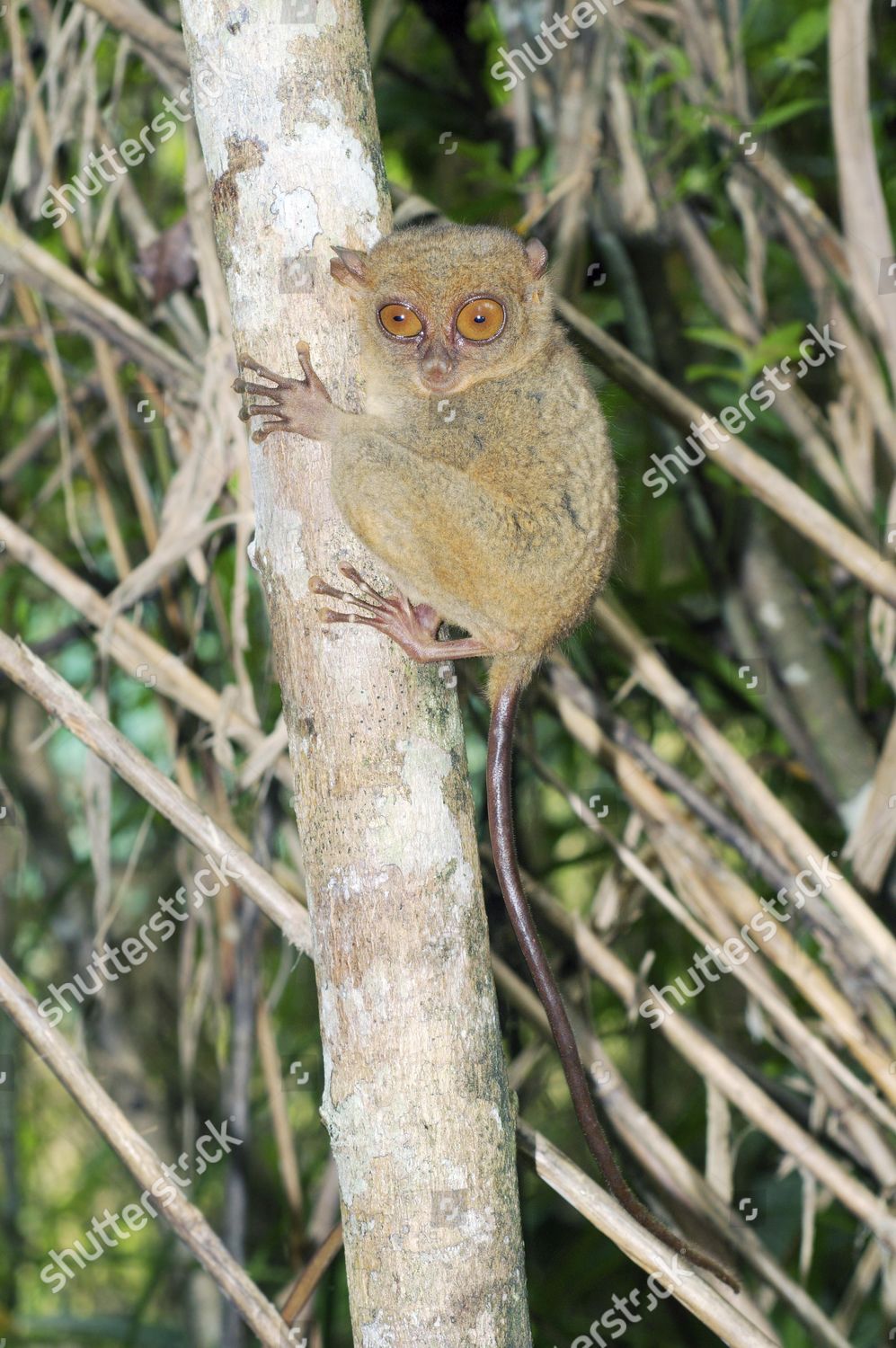 Philippine Tarsier Carlito Syrichta Bohol Island Editorial Stock Photo ...