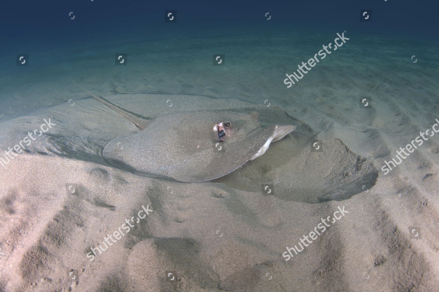 Round Ribbontail Ray Taeniura Meyeni Swimming Editorial Stock Photo ...