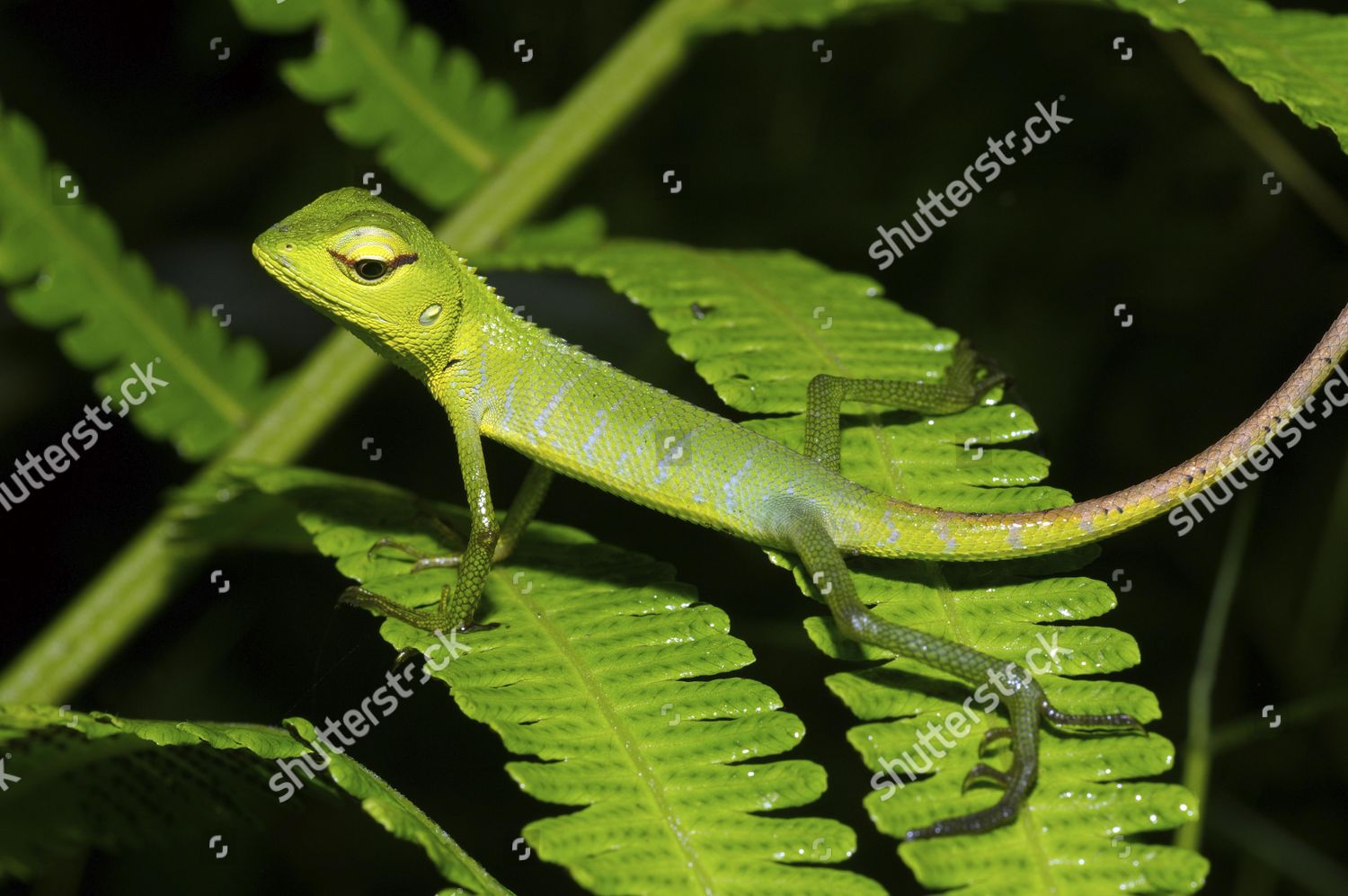 Common Green Forest Lizard Green Forest Editorial Stock Photo - Stock ...