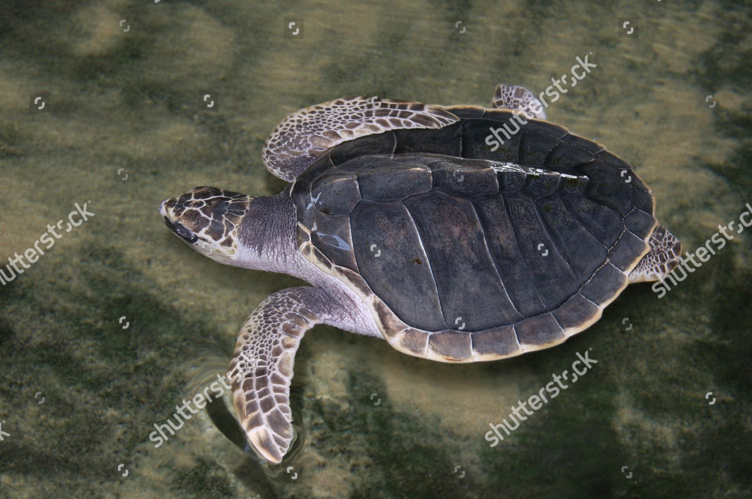 Young Pacific Ridley Sea Turtle Olive Editorial Stock Photo - Stock ...