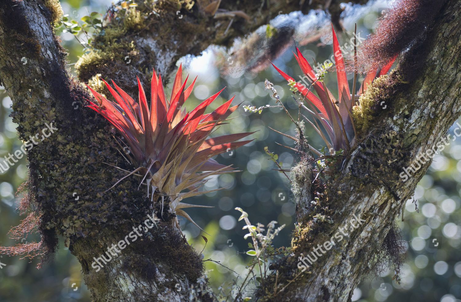 Bromeliads Bromelia Sp Tree Los Quetzales Editorial Stock Photo - Stock ...