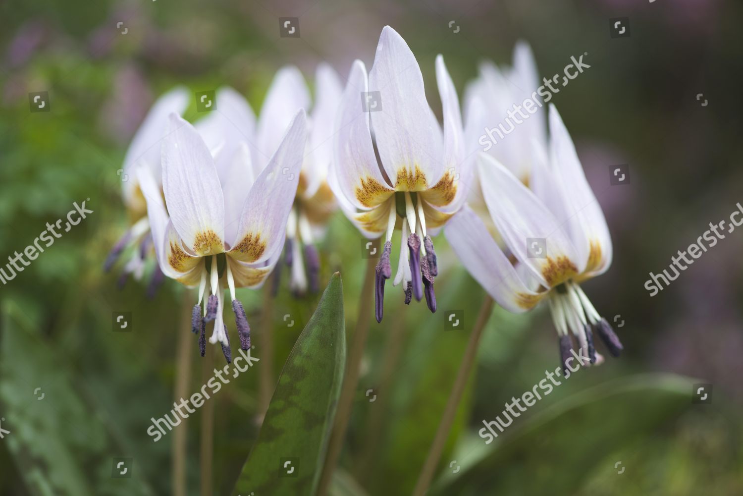 Dogstoothviolet Erythronium Denscanis Emsland Lower Saxony Editorial ...