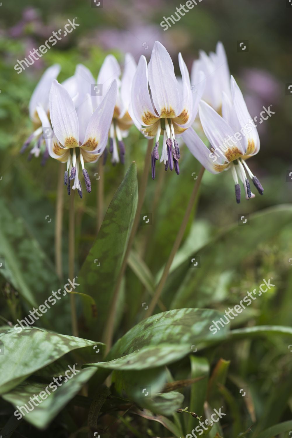 Dogstoothviolet Erythronium Denscanis Emsland Lower Saxony Editorial ...