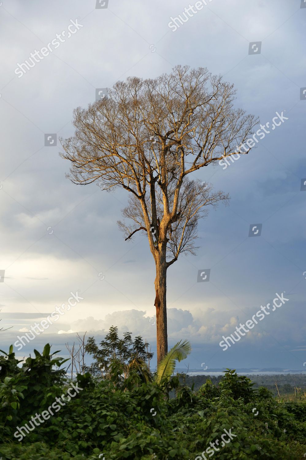 Dead Tree Cleared Area Amazon Rainforest Editorial Stock Photo - Stock ...