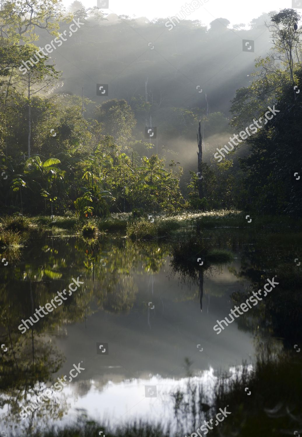 Small Lake Morning Light Amazon Rainforest Editorial Stock Photo ...