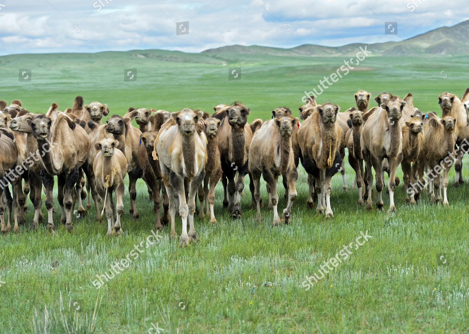 Herd Wild Bactrian Camels Camelus Ferus Editorial Stock Photo - Stock ...