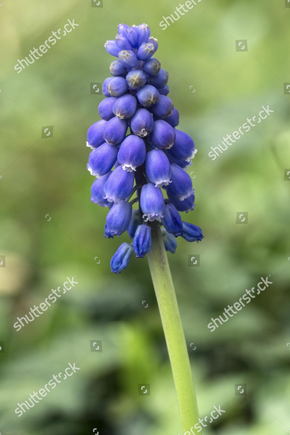 Grape Hyacinth Muscari Sp Badenwuerttemberg Germany Editorial Stock ...