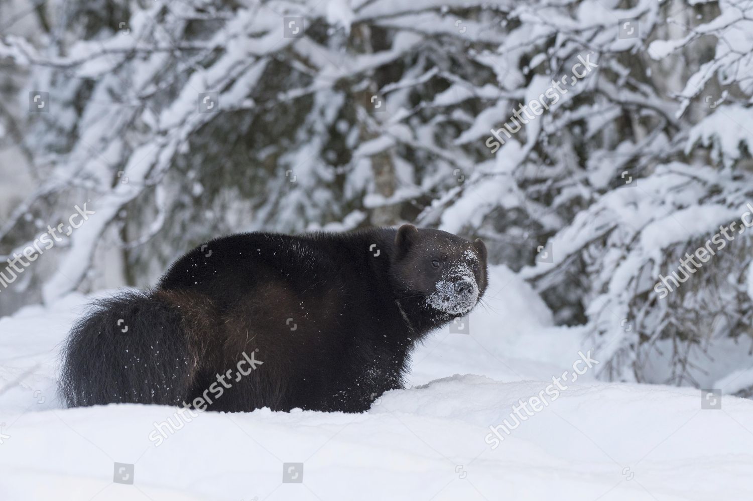 Wolverine Gulo Gulo Snow Captive Trones Editorial Stock Photo - Stock ...