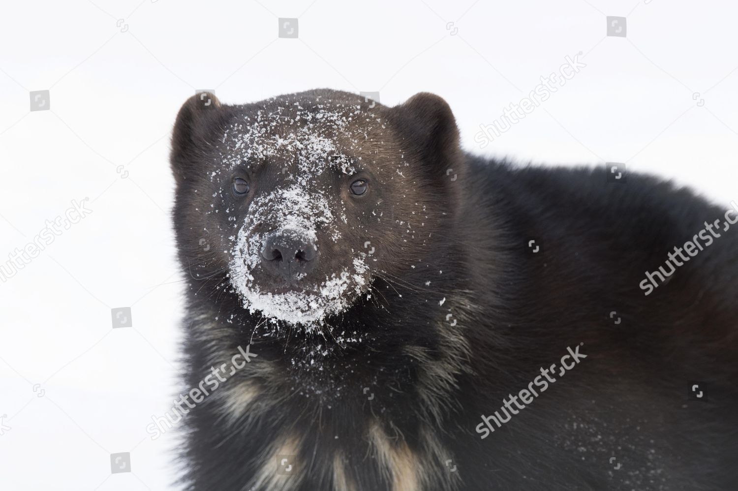 Wolverine Gulo Gulo Snow Captive Trones Editorial Stock Photo - Stock ...