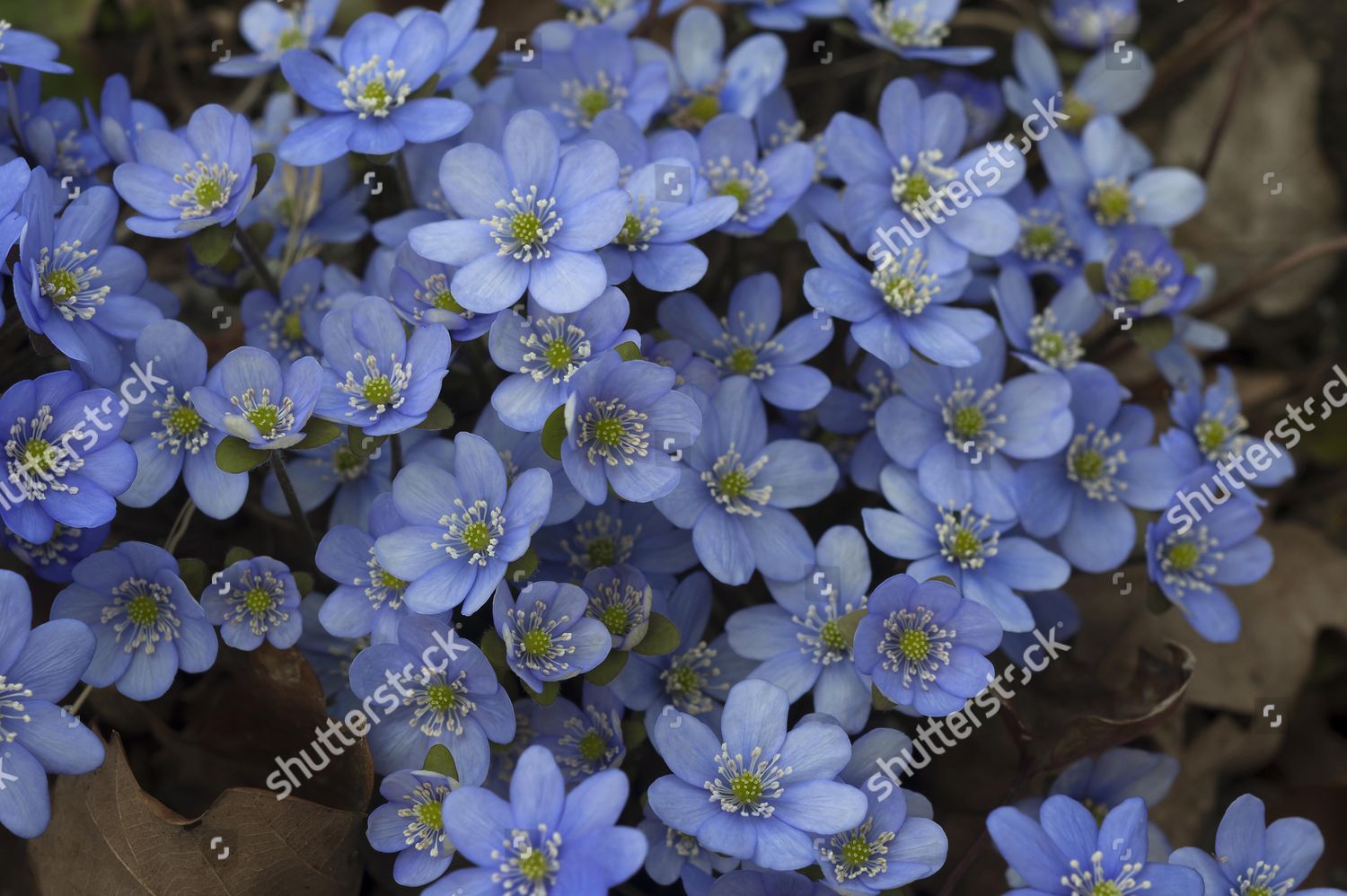 Blooming Hepatica Hepatica Nobilis Upper Franconia Editorial Stock ...