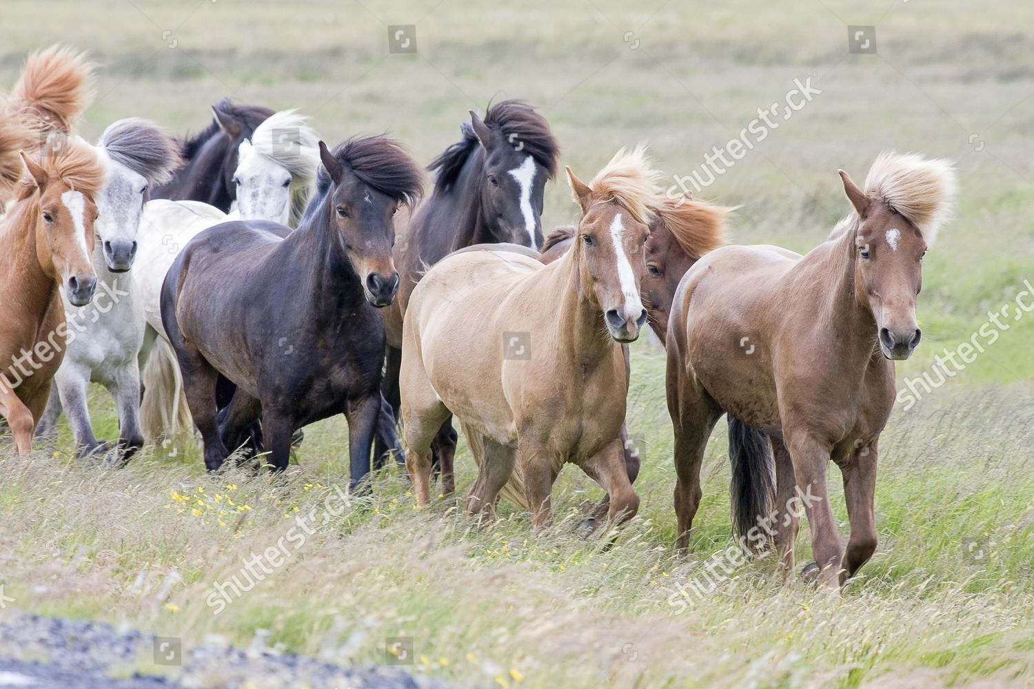 Iceland Horse Running Grass Flowing Manes Editorial Stock Photo - Stock ...